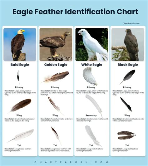 Bird Egg Identification Chart Type Size And Regional Birds