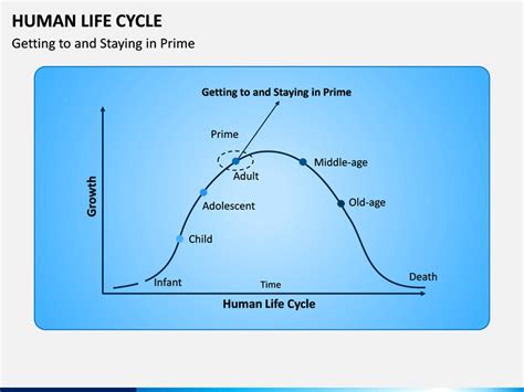 Human Life Cycle Flow Chart