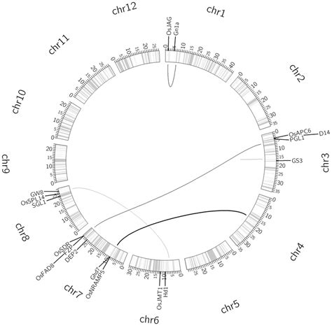 Interaction Network Of Nine Qtls For The Number Of Grains Per