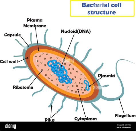 Bacterial Cell Under Microscope Labeled