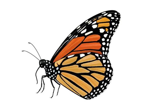Monarch Butterfly Vs Queen Butterfly How To Tell The Difference
