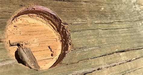 Wood Identification Thread Album On Imgur