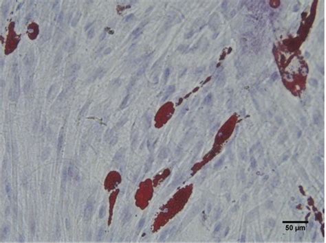 Characterization Of Dpscs A Primary Dpscs Cultures On Day 5 40× Download Scientific