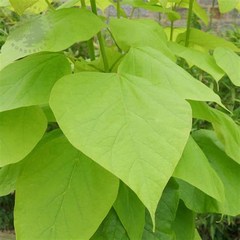 Catalpa Bignonioides Aurea Indian Bean Tree Ornamental Trees