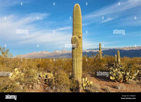 Saguaro Cacti Carnegiea Gigantea And Surrounding Plants At Saguaro