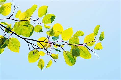 A Tree Branch With Multiple Leaves Against Blue Sky Background High