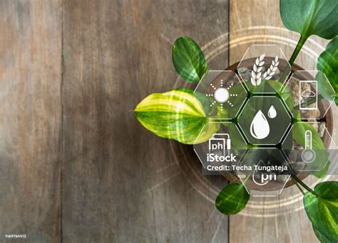 혁신 기술과 농업 성장 개념 기술로 집에서 녹색 심기 실험 복사 공간이 있는 나무 바닥 배경에 있는 냄비에 녹색 나뭇잎에 있는 스마트 농업 아이콘 개념에 대한 스톡 사진 및