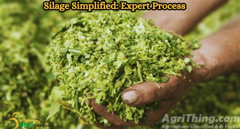Silage Making Process A Comprehensive Guide