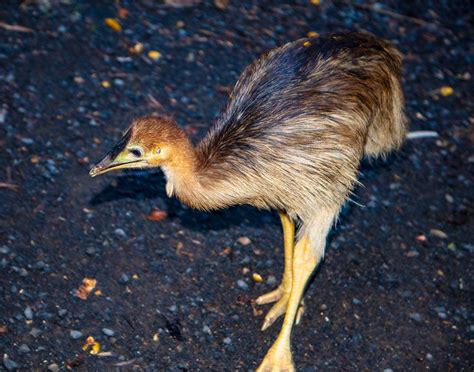 Bunyipco Cassowary Update