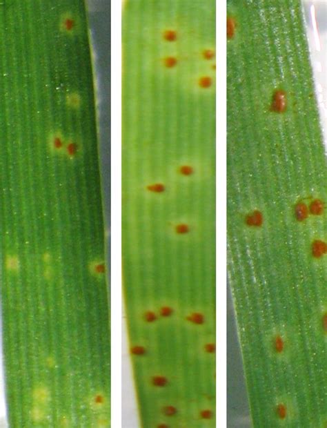 Incda Fundulea Proiecte De Cercetare