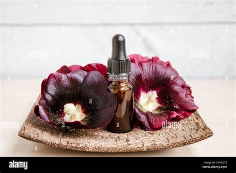 Alcea Rosea Nigra Alcea Rosea The Common Hollyhock Alcea Rosea