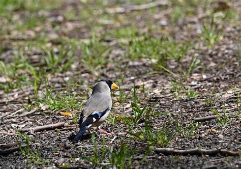 ガリちゃんの鳥撮り記 2020年04月14日