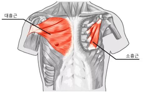운동 해부학적으로 보기