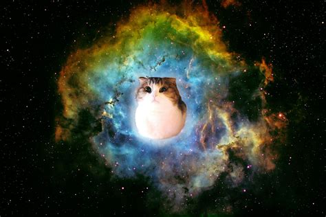 Cats In Space Iphone Wallpaper