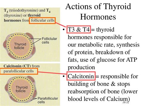 Ppt The Endocrine System General Functions Of Hormones Powerpoint Presentation Id303291