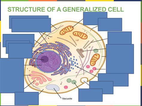 Structure Of A Generalized Cell Diagram Quizlet