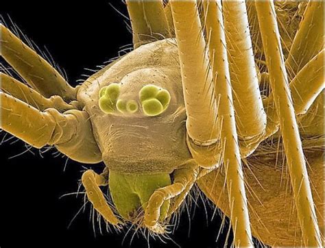 Pin On Insecten Insects