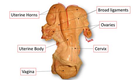 ANSC Quiz 4 Flashcards Quizlet ANSC Quiz 4 Flashcards Quizlet