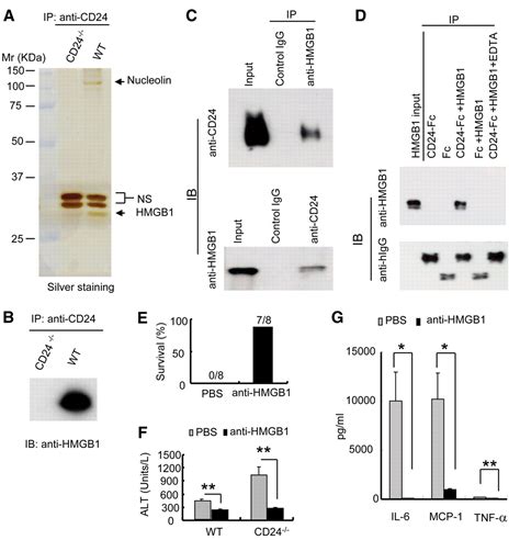 Cd24 And Siglec 10 Selectively Repress Tissue Damageinduced Immune Responses Science