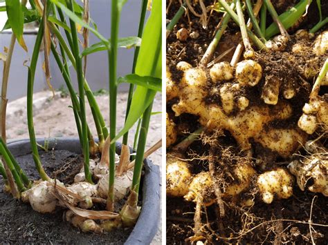 Grow Your Own Ginger Plant A Step By Step Guide