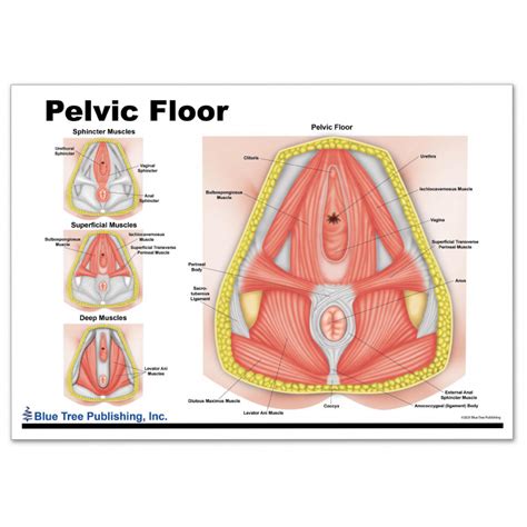 Anatomy Of Pelvic Floor Muscles