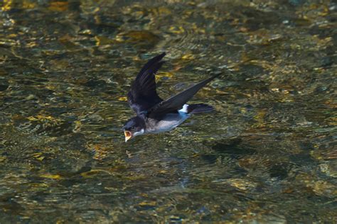 イワツバメ若 水飲み風景 1 By B88 （id：13043380） 写真共有サイトphotohito