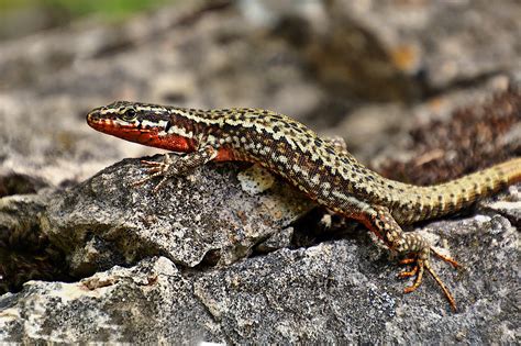 9개 이상 무료 산 파충류 및 도마뱀 사진 Pixabay