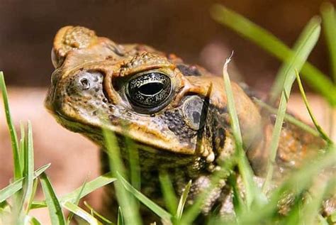 What Do Toads Eat Toads Diet By Types What Eats Toads