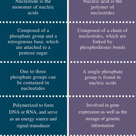 PDF Home Science Biology Cell Biology Difference Between Nucleotide And Nucleic Acid
