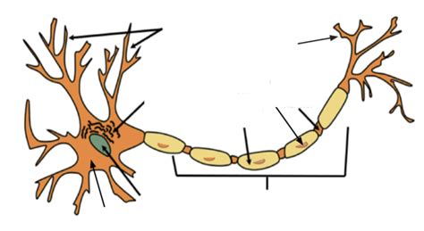 Axon Diagram Quizlet