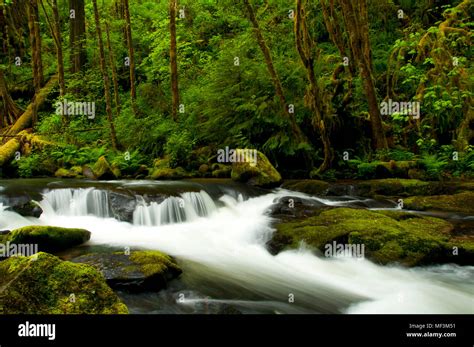 South Fork Alsea River Along Alsea Falls Trail Alsea Falls Recreation