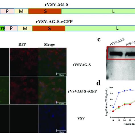Characterization Of The Recombinant Vsv Viruses A Schematic Diagrams Download Scientific