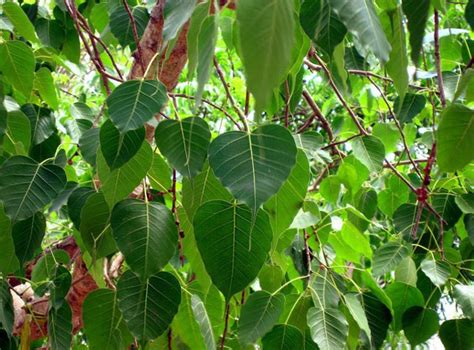 पीपल की पूजा का विशेष महत्व क्यों Mythology Of The Pipal Tree And Its Importance Aajtak