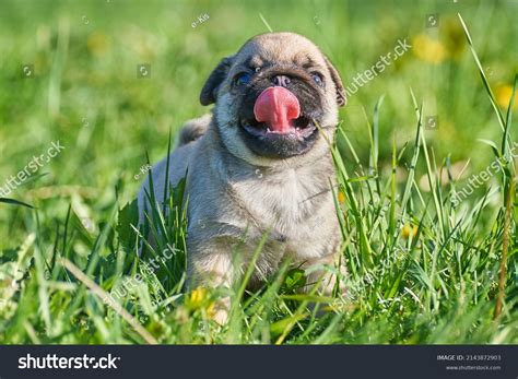 When Can You Take A Newborn Puppy Outside