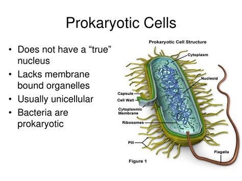 Bacterial Cell Envelope Includes