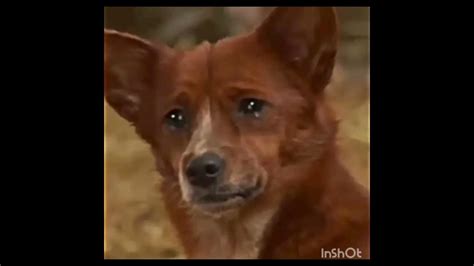 මේ නව් වසරේ මේ වගේ අසරණ සතෙකුට කෑම ටිකක් දීලා පිනක් දහමක් කරගන්න Youtube