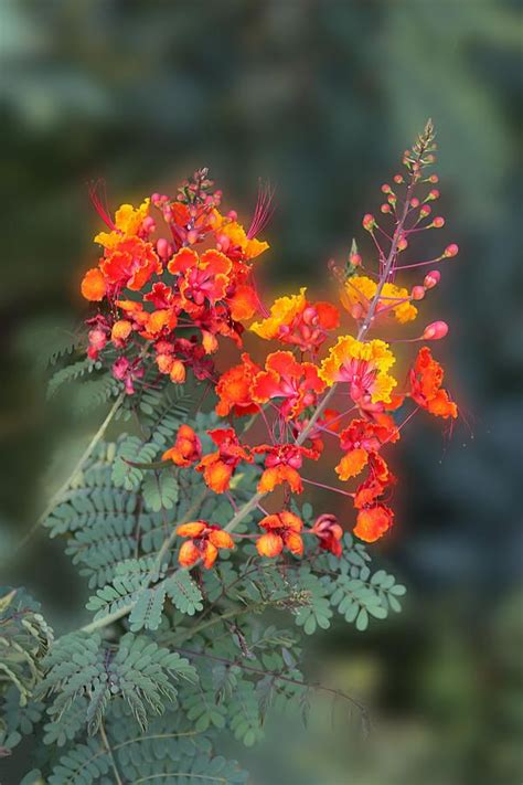 1000 Images About Plants Trees On Pinterest