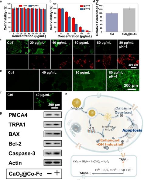 A The Viability Of 7702 And Huvec Cells Incubated With Cao2 Co Fc With Download Scientific