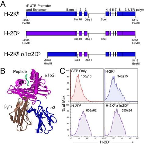 Generation Of Fvb K B A 1 A 2d B Transgenic Mice A Segments Of H 2k Download Scientific