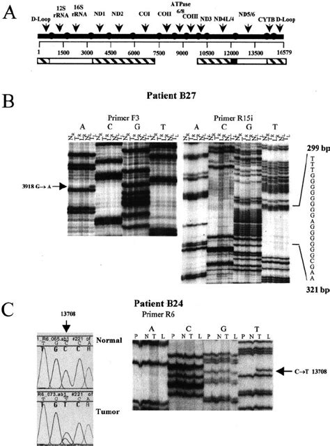 Mtdna Sequence Analysis A Schematic Representa Tion Of A Linearized Download Scientific