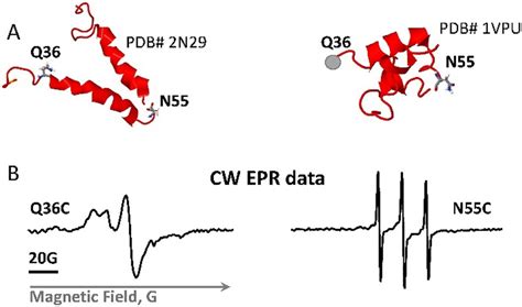 Vpu Spin Labeling And Cw Epr Results A Shown Are Two Nmr Structures Download Scientific