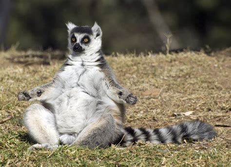 Ring Tailed Lumur Stock Image Image Of Tailed Eyes 49279513