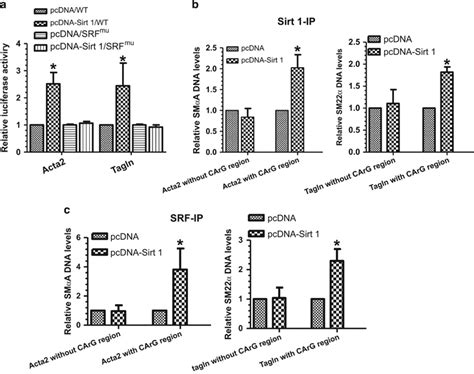 srf binding site is required for sirt1 mediated smc gene expression