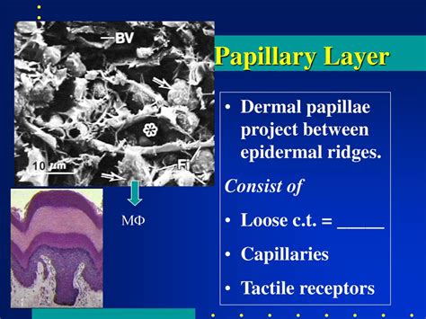 Cutaneous Membrane Accessory Structures Ppt Download