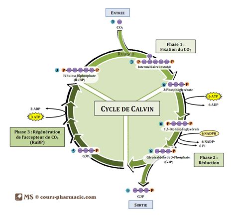 Calvin Cycle Blank Diagram Calvin Cycle Blank Diagram