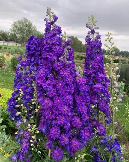 20 Most Beautiful Types Of Delphinium Varieties Balcony Garden Web