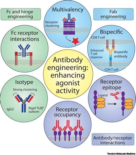 Chinese Antibody Society On Linkedin Unlocking The Potential Of