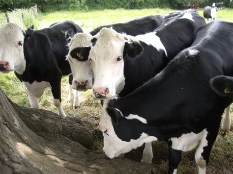 Aggressive Cows United Kingdom And Ireland Geocaching Forums