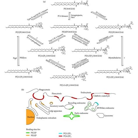 Component And Composite Structural PI And PI P X Features Used To Download Scientific Diagram