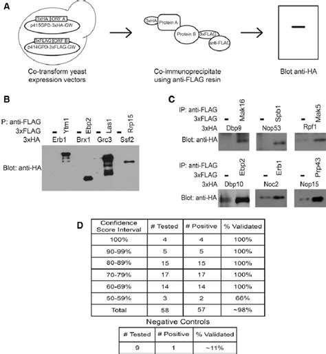 Validation Of The High Confidence Lsu Processome Interactome By